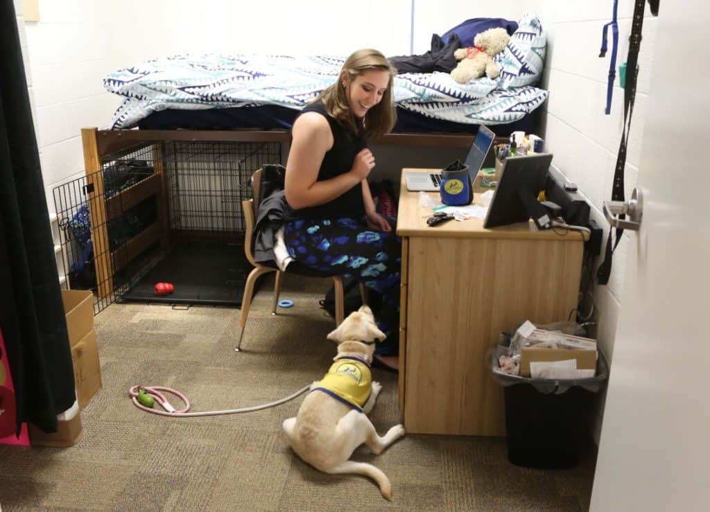 Therapy Animals for College Students | Petsies
