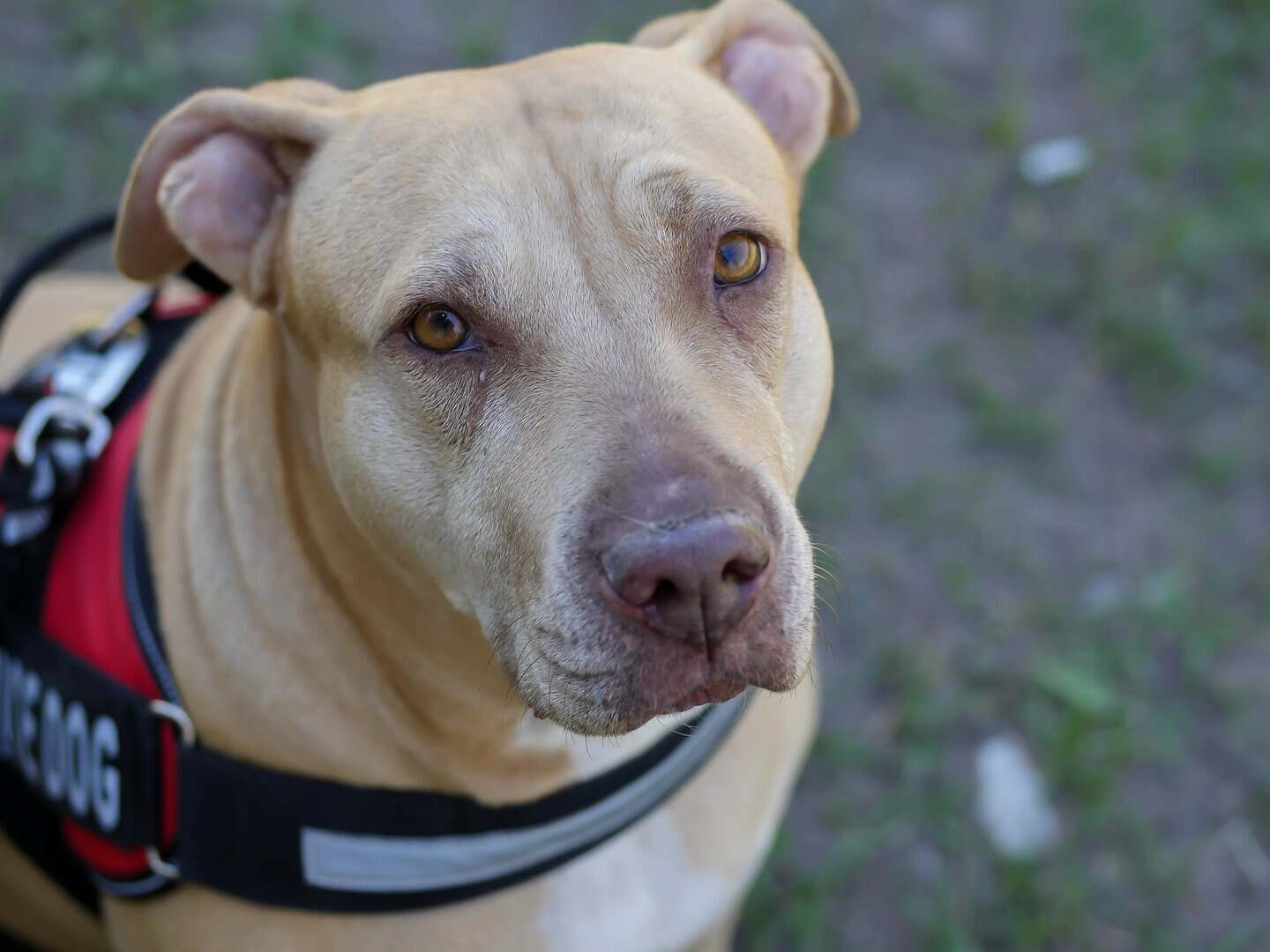 service-dog-petsies