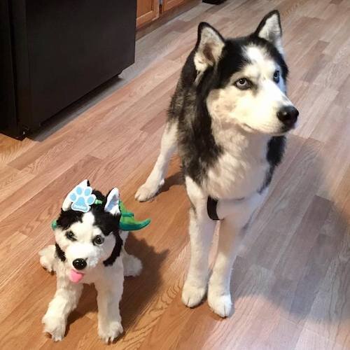 Personalized Lifelike Husky Stuffed Animals | Turn Your Pup into Plush