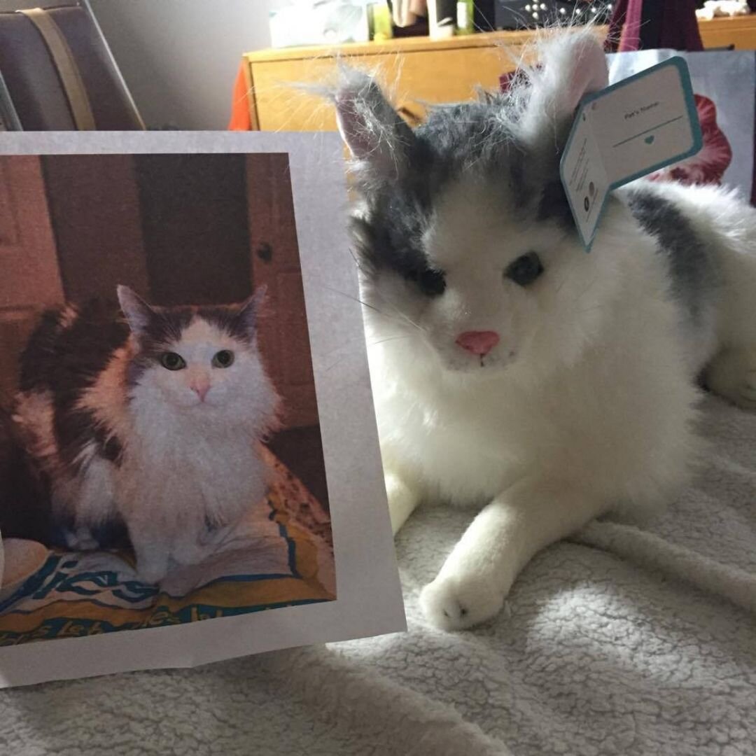 Make a Custom Stuffed Animal of Your Cat | Petsies