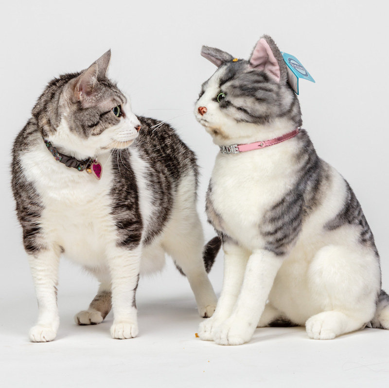 Make A Custom Stuffed Animal Of Your Cat Petsies