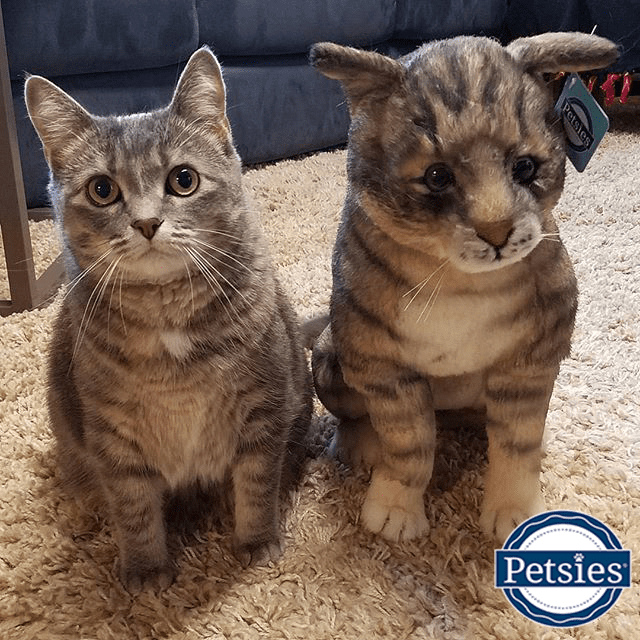 Make A Custom Stuffed Animal Of Your Cat Petsies