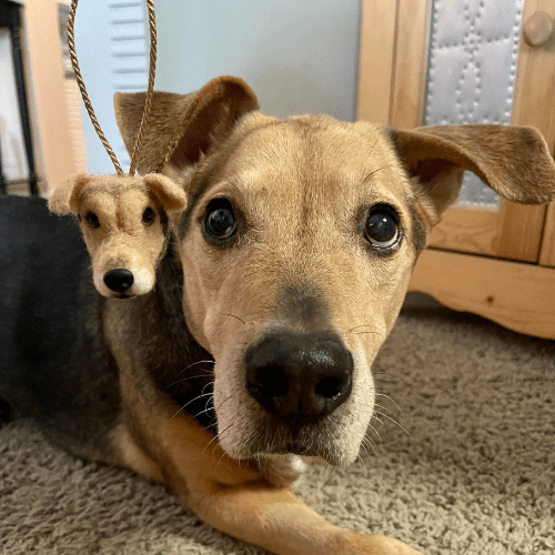 Custom Pet Stuffed Animals, Personalized Pet Gifts | Petsies