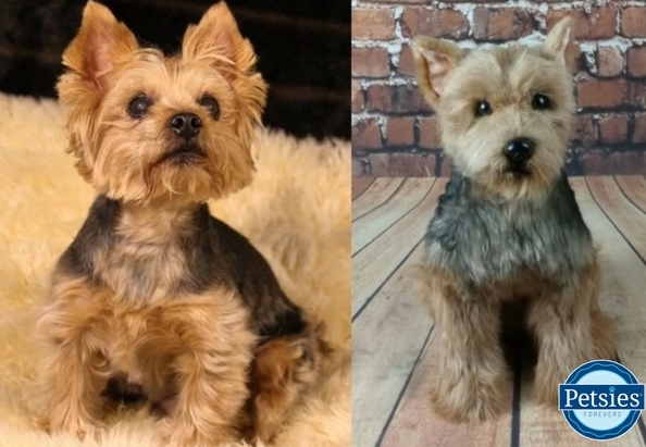 Yorkie Stuffed Animal | Turn Your Yorkie into a Plush!
