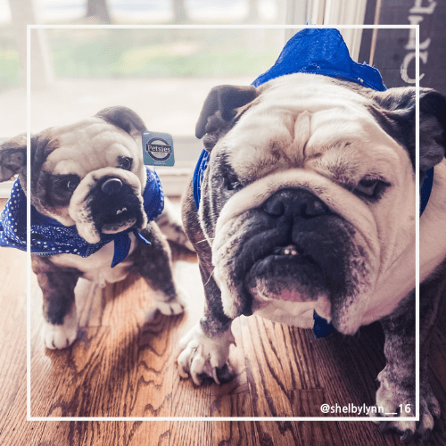 Custom Pet Stuffed Animals, Personalized Pet Gifts | Petsies