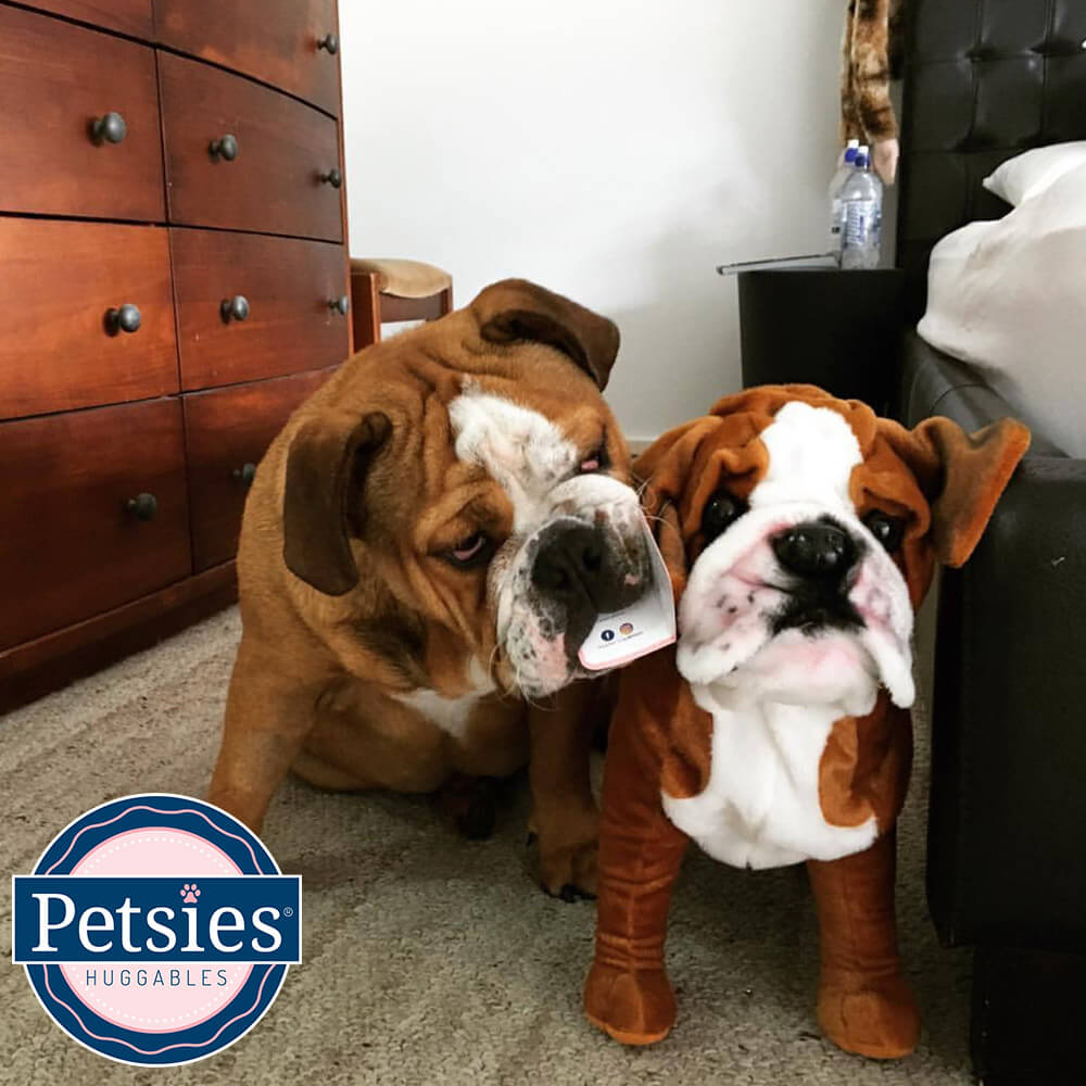 Bulldog Stuffed Animal | Petsies