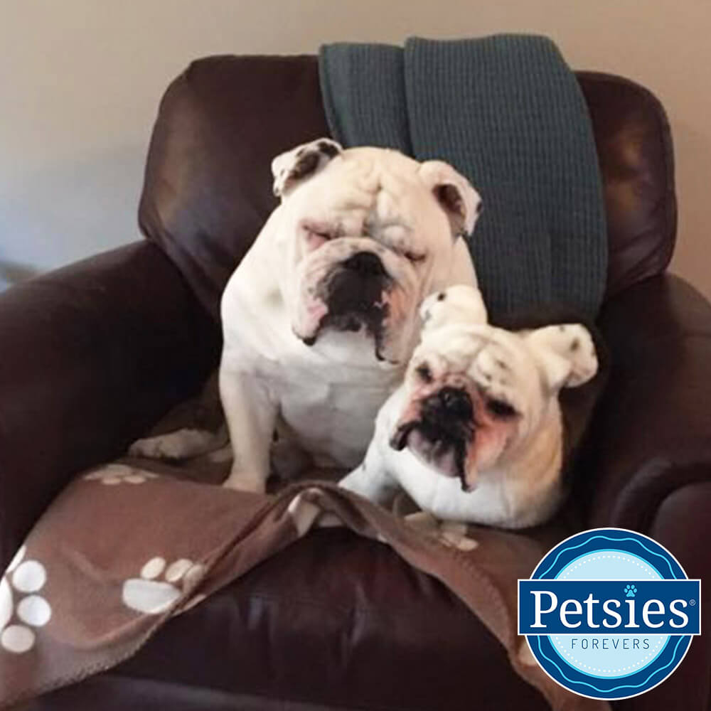 Bulldog Stuffed Animal | Petsies