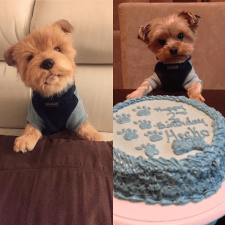 Yorkie Stuffed Animal | Turn Your Yorkie into a Plush!