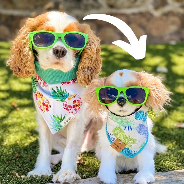 Petsies Pricing, Custom Plush Costs | Petsies