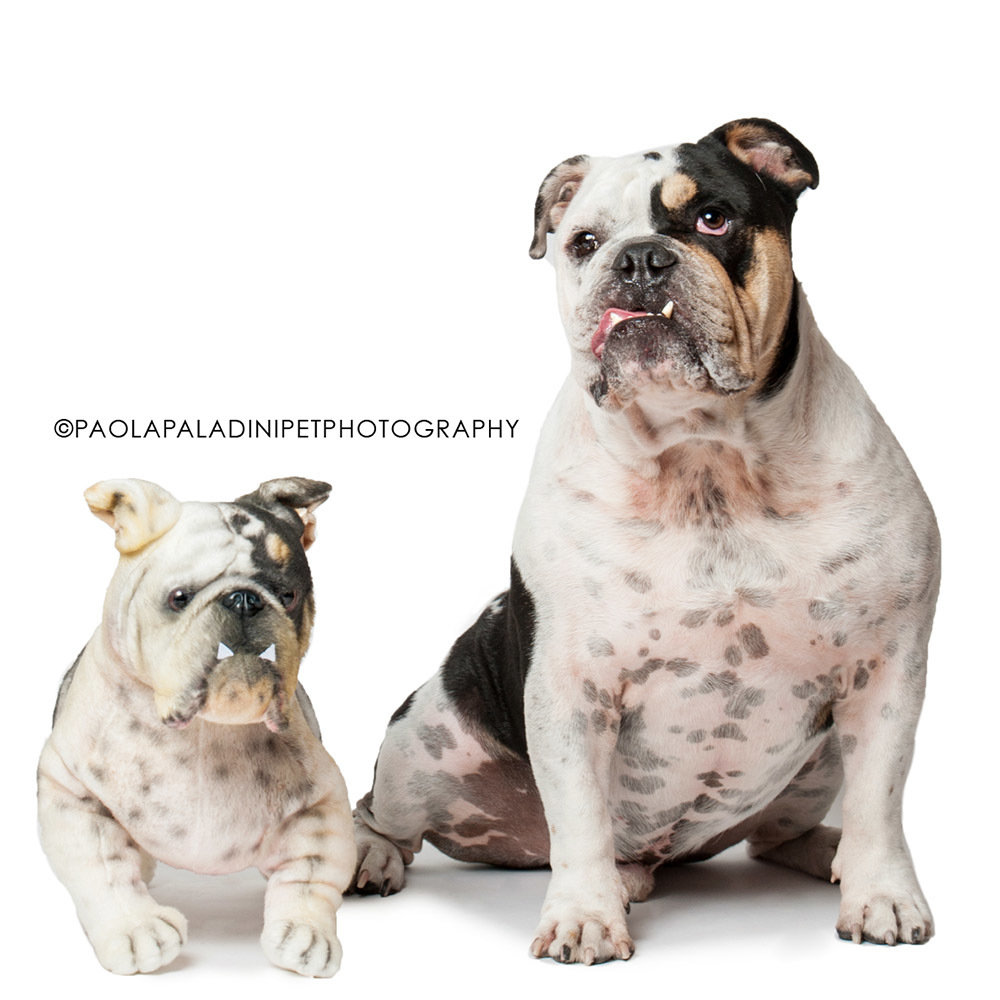 Georgia Bulldog Stuffed Animal